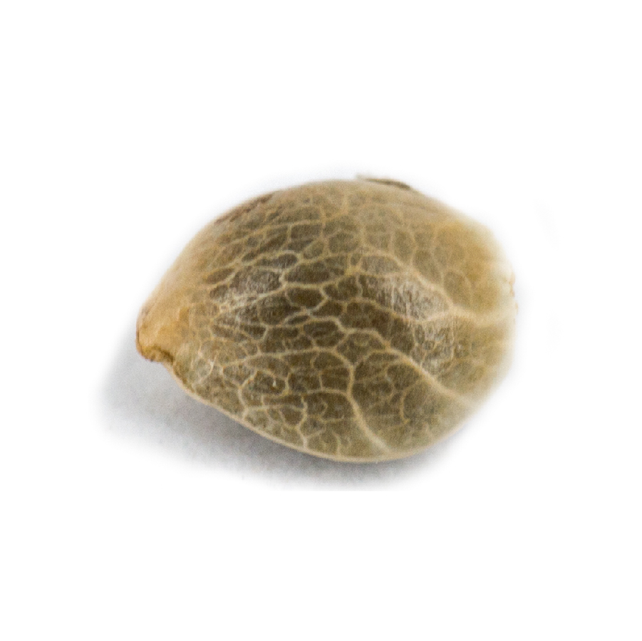Sketch Feminized Cannabis Seeds by Amsterdam Genetics