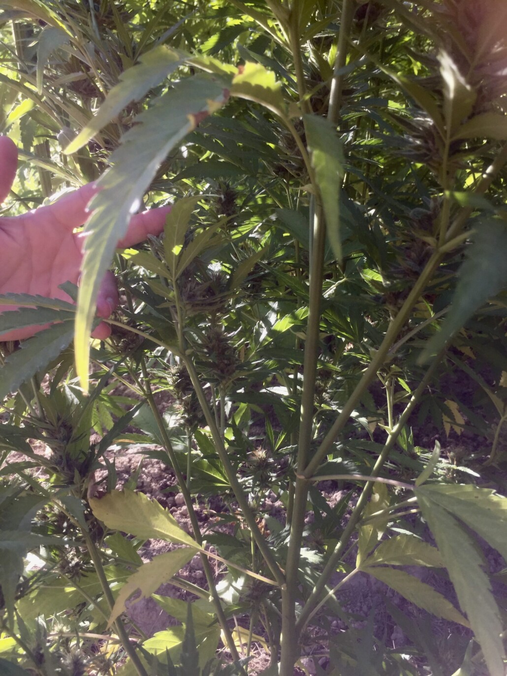 Clones vs. Seeds: What Grows The Best Cannabis? | Amsterdam Genetics