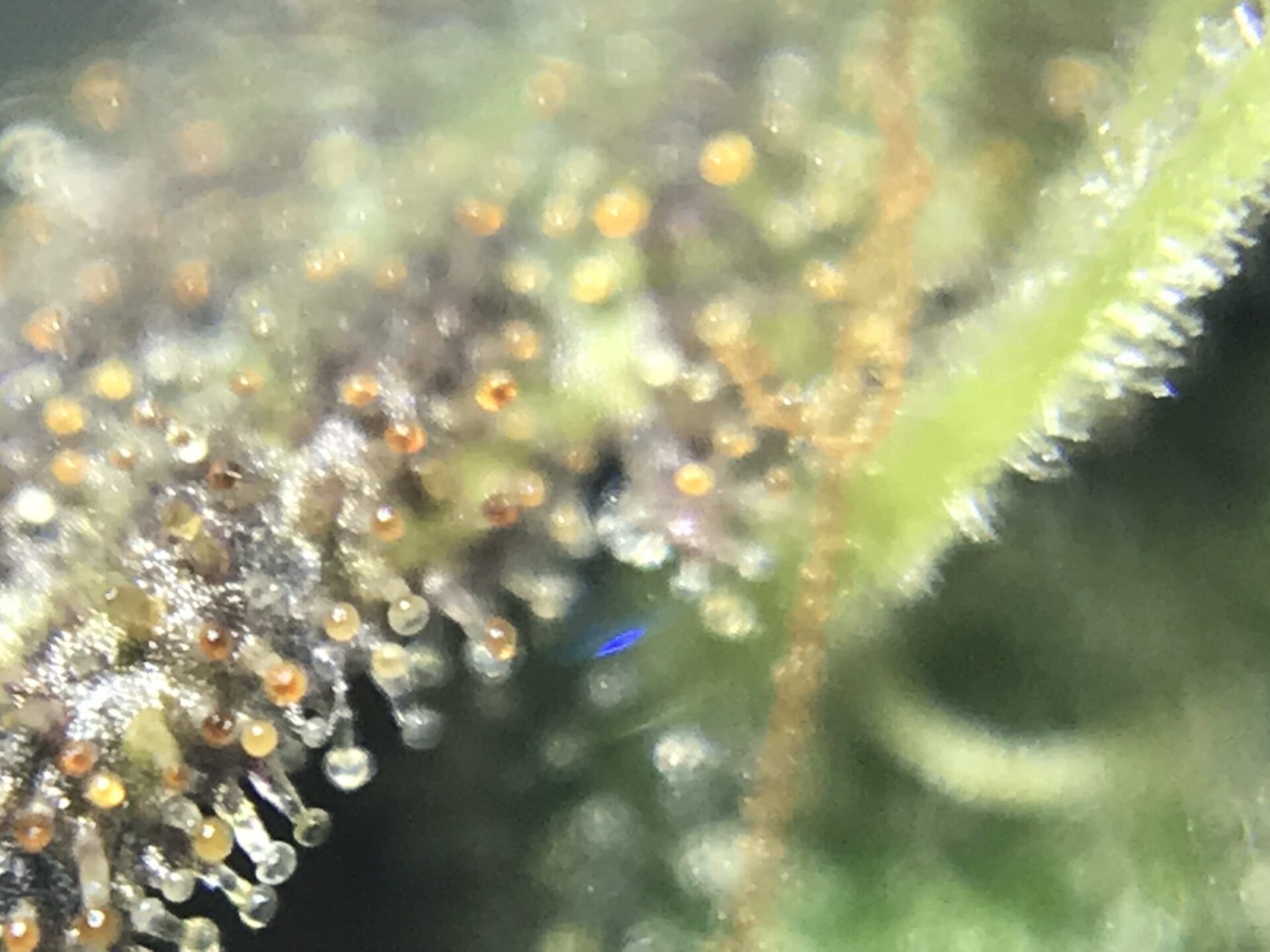 The Cannabis Flowering Phase | Amsterdam Genetics