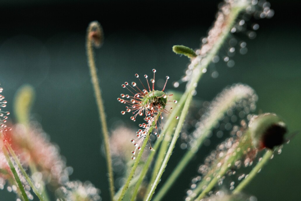 Cannabis Trichomes | Amsterdam Genetics