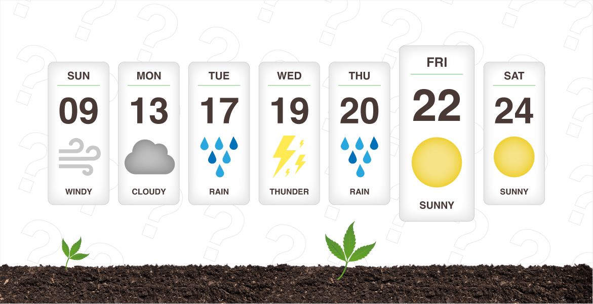 Best Cannabis Weather | Amsterdam Genetics