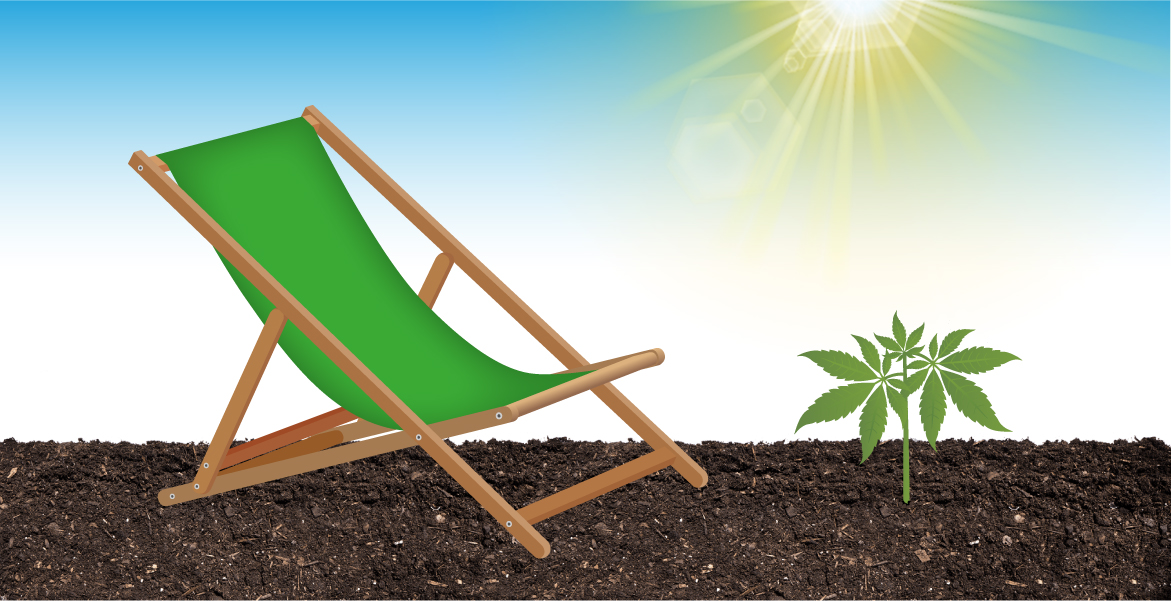 Grow Outdoor Weed At Home: The Best Start | Amsterdam Genetics