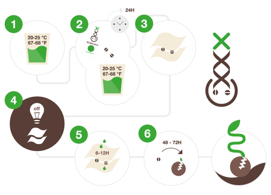 Hoe Moet Je Wietzaadjes Ontkiemen? | Amsterdam Genetics