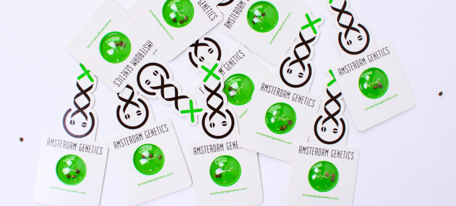 The Best Cannabis Seeds for Outdoor Growing by Amsterdam Genetics ...