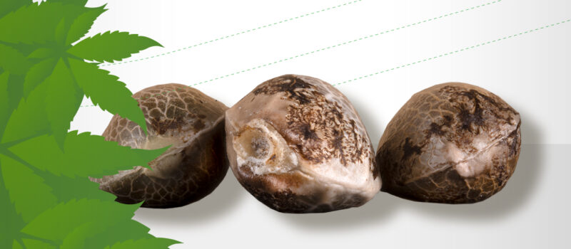 Benefits of Growing Your Own Cannabis Seeds | Amsterdam Genetics