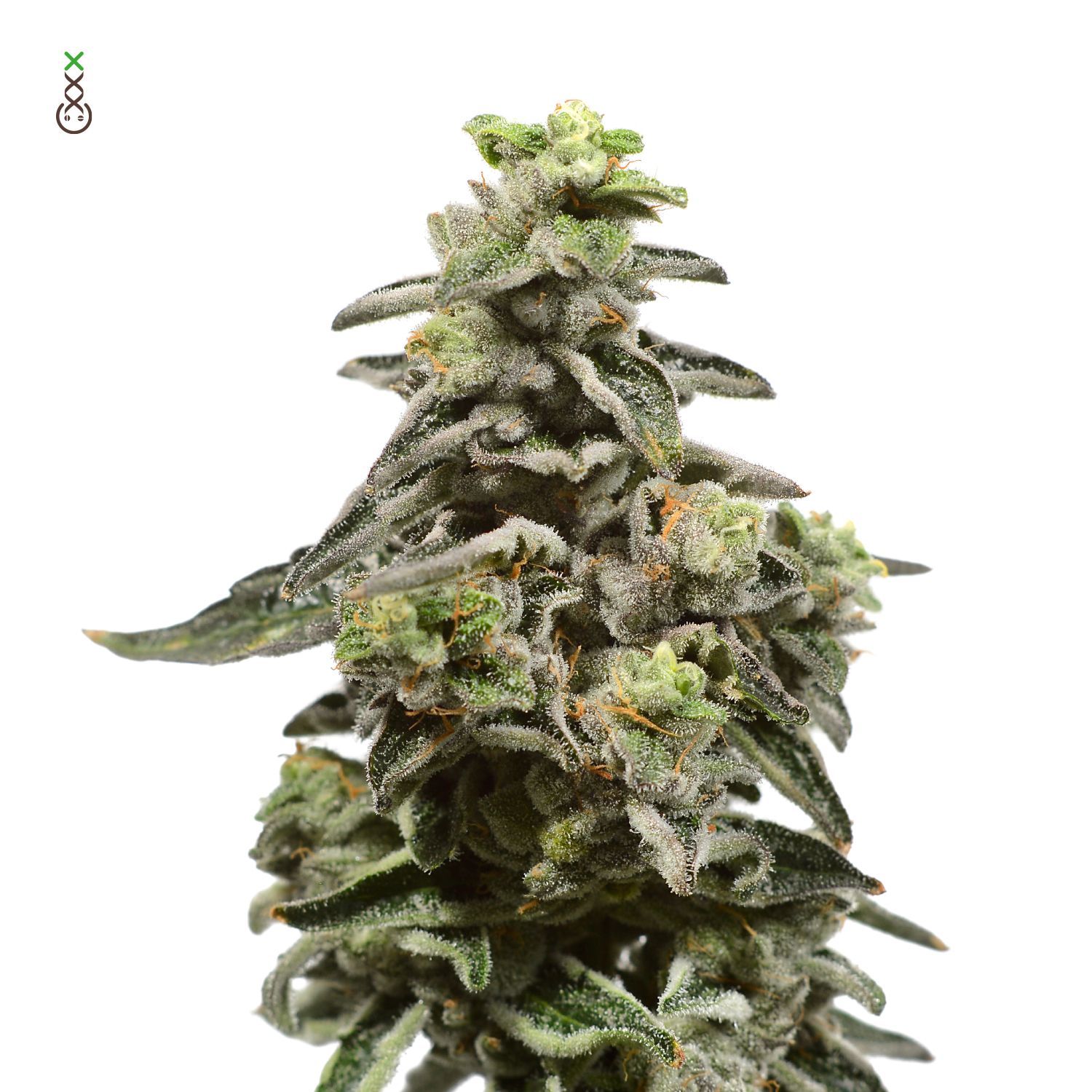 Amsterdam Genetics » Exotic Purple Autoflower Cannabis Seeds