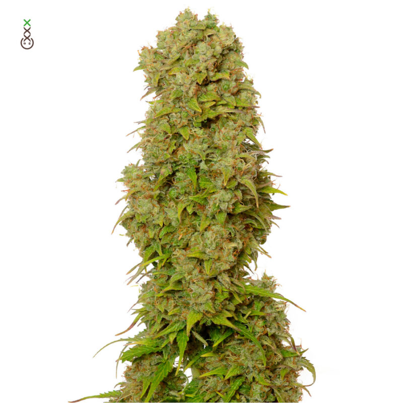 Amsterdam Genetics » White Choco Cannabis Seeds
