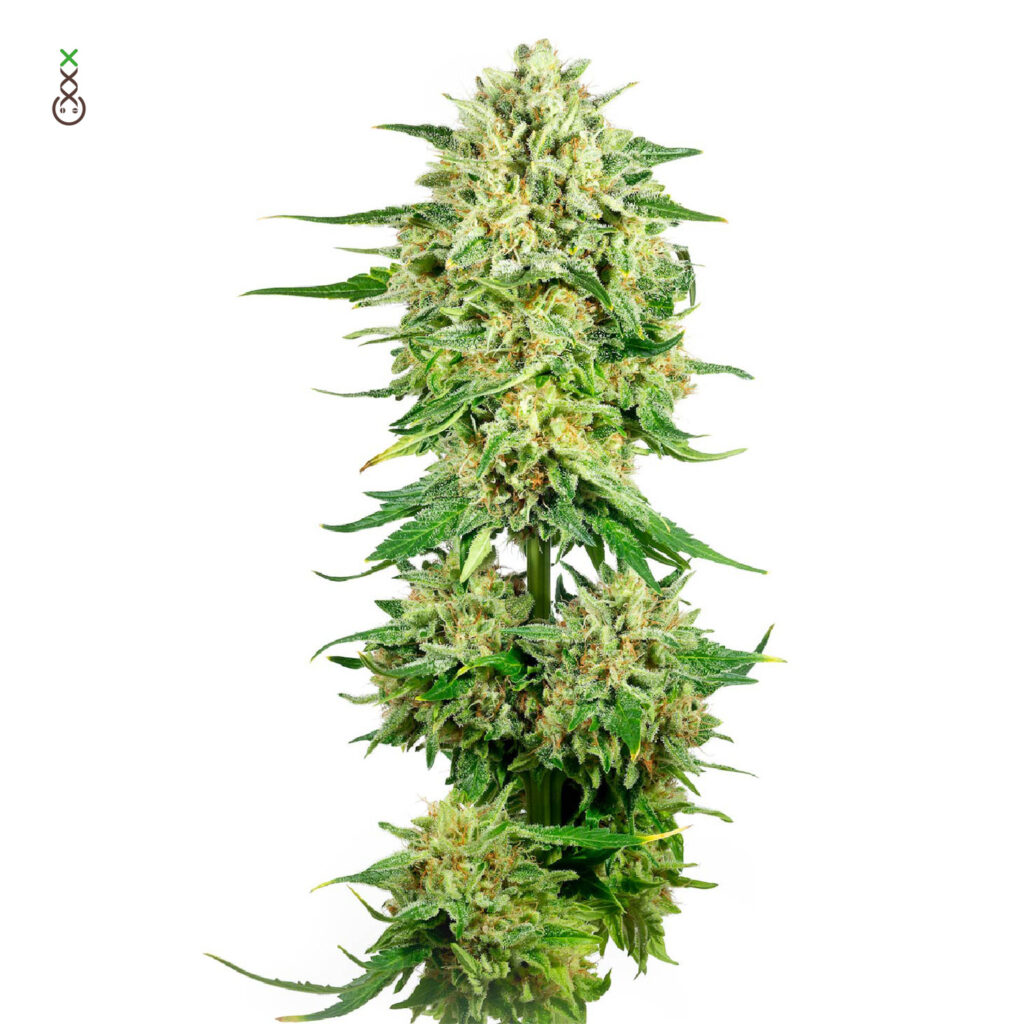 Amsterdam Genetics » White Choco Cannabis Seeds