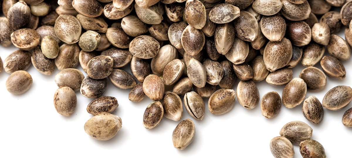 Applying Your Own Findings For Success In Your Next Cannabis