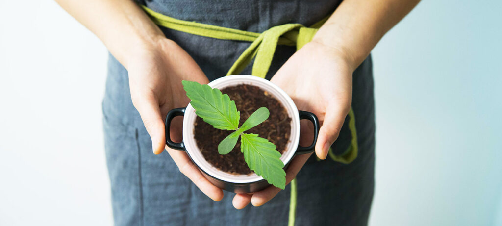 Ajustar Tu Cultivo De Cannabis Al Aire Libre Para Un Crecimiento óptimo