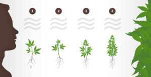 Cannabis Seeds Cbd Oil More Amsterdam Genetics